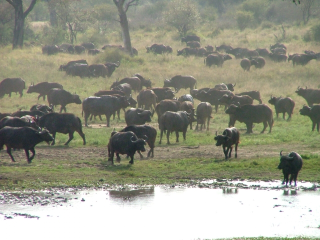 African Conservation Experience | K12 Academics