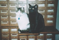 Windsor Locks Public Library | K12 Academics